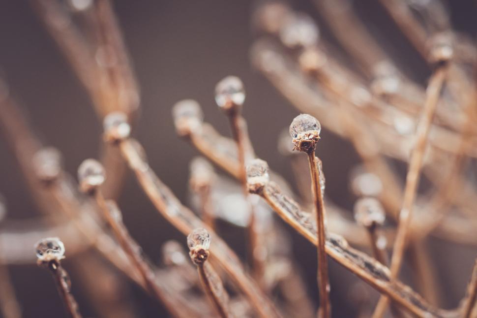 Free Stock Photo of Dried stems with water droplets creating a ...