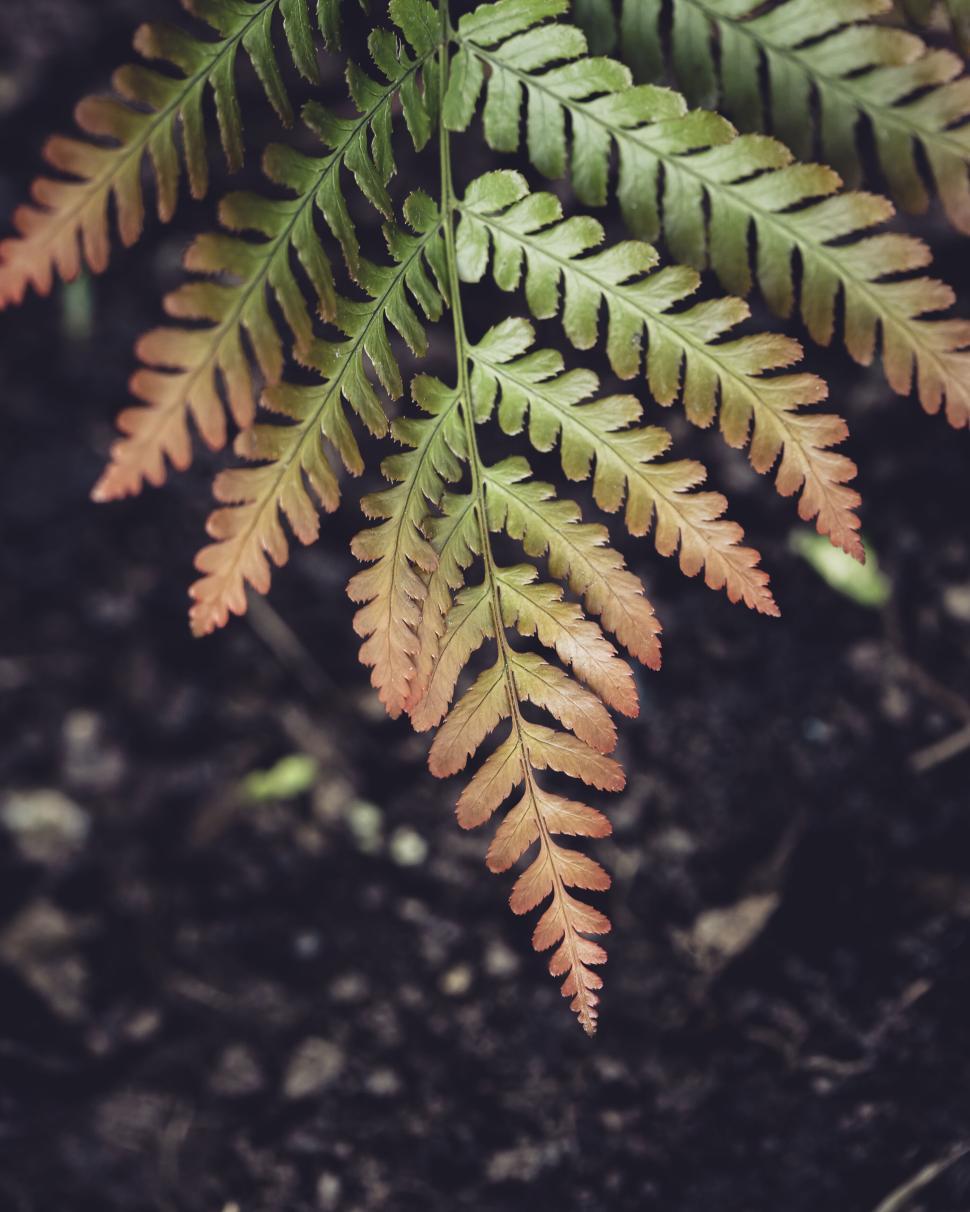 Free Stock Photo of A delicate fern leaf with subtle pink hues captured ...