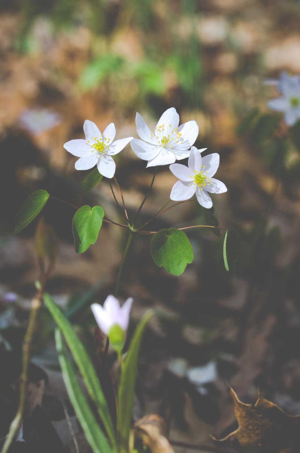 Free Stock Photo of Delicate white flowers blooming in a forest setting ...
