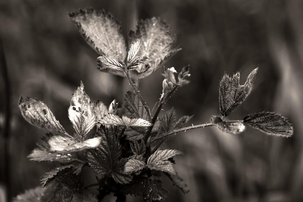 Free Stock Photo of Small leafs | Download Free Images and Free ...
