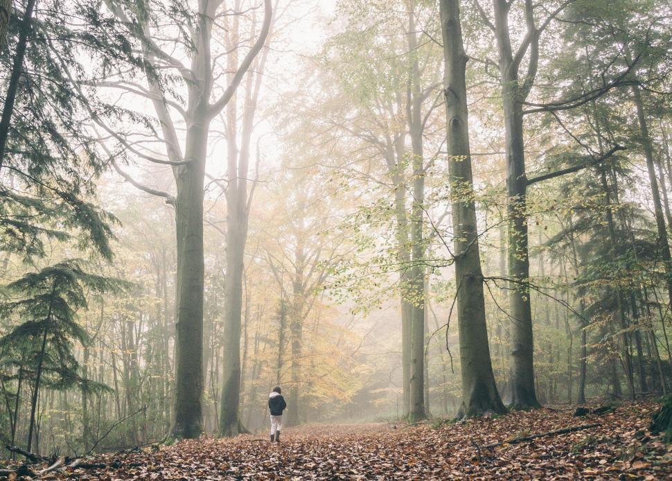 Free Stock Photo of Person Walking Alone in a Misty Forest with Tall ...