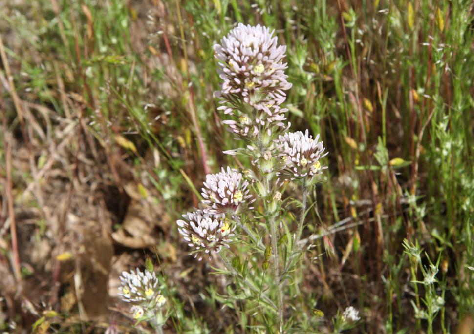 Free Stock Photo of Owl Clover | Download Free Images and Free ...