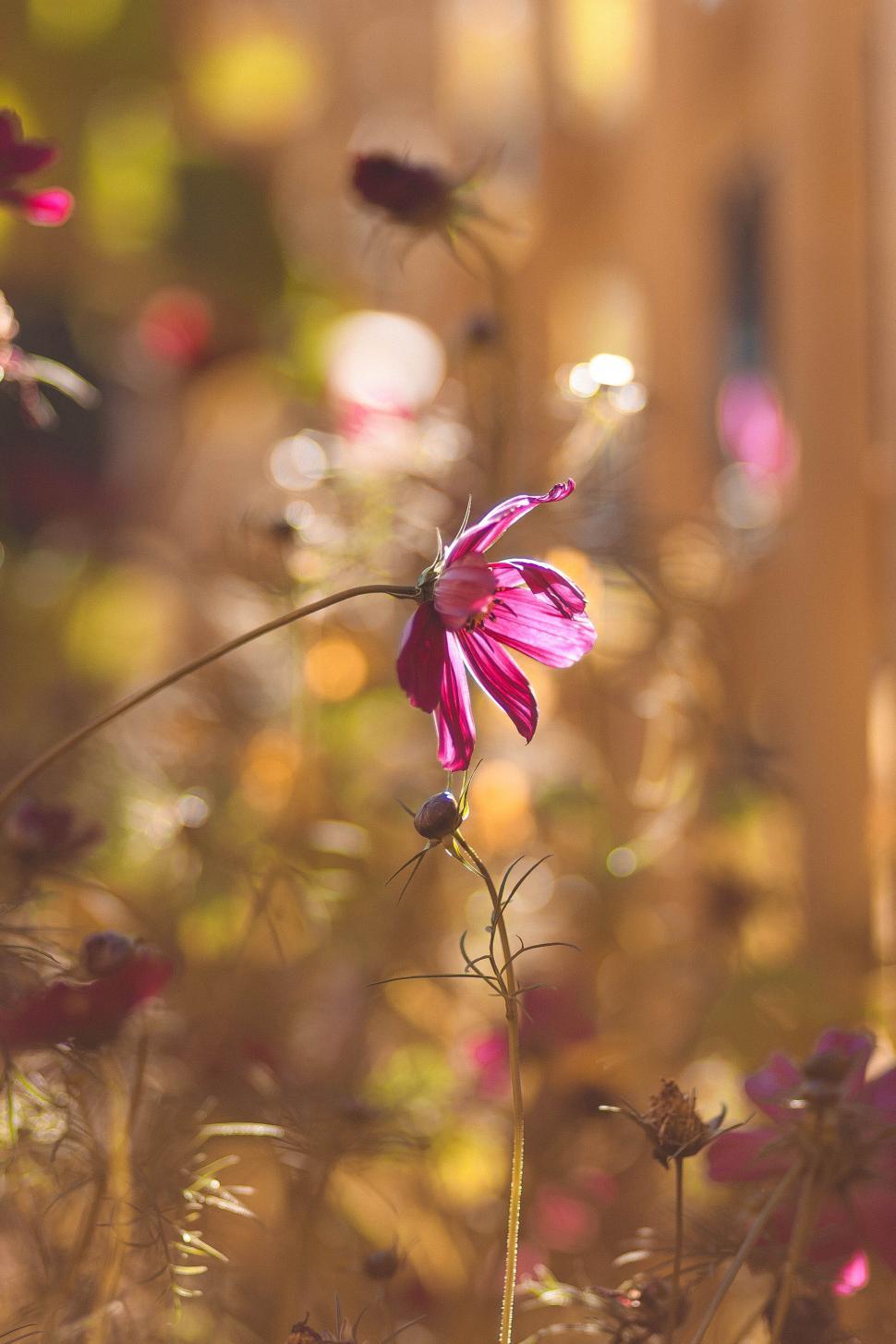 Free Stock Photo of Single pink flower in focus with blurred background ...