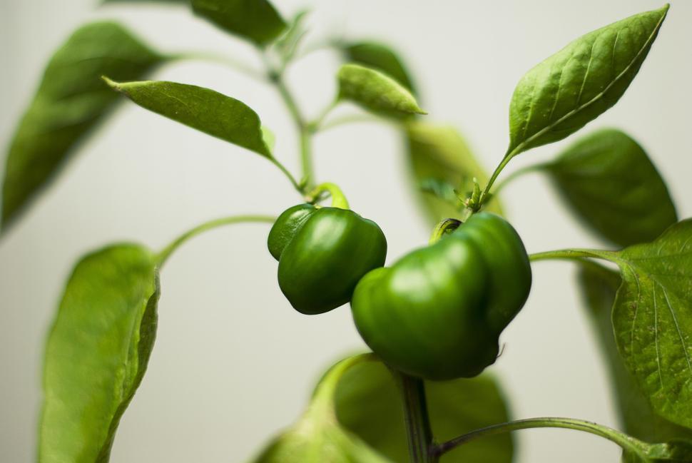 Free Stock Photo of Two small unripe green bell peppers growing on a ...