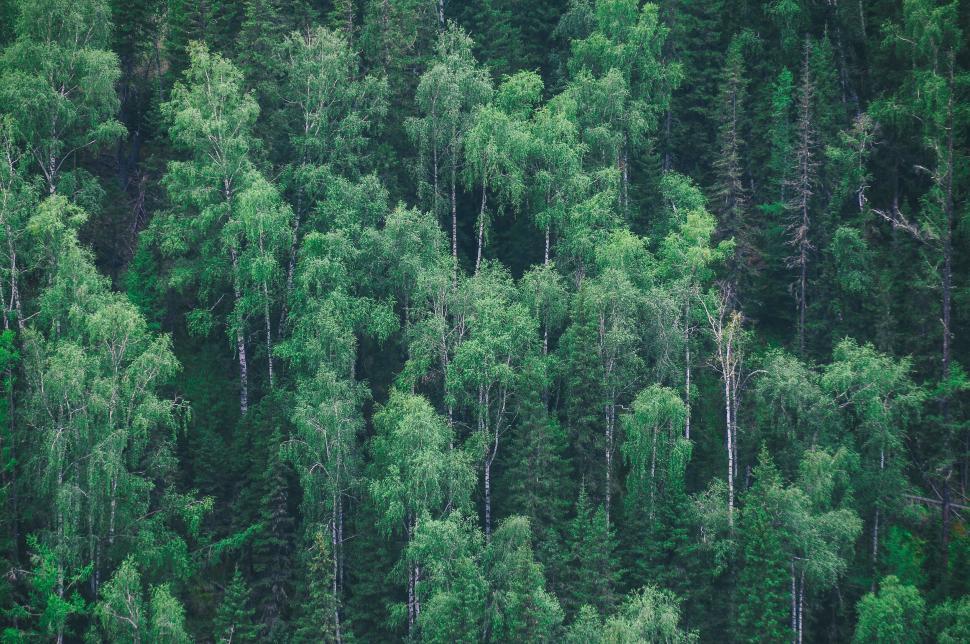 Free Stock Photo of Dense forest with various types of trees creating a lush green canopy ...