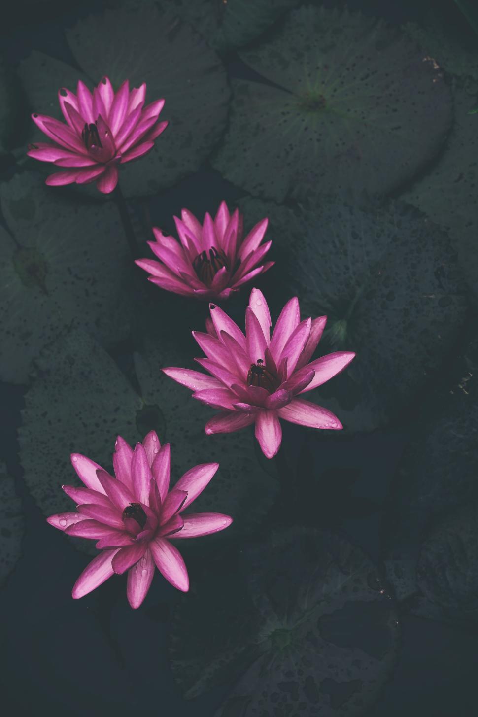 Free Stock Photo of Beautiful pink water lilies blooming on dark pond ...