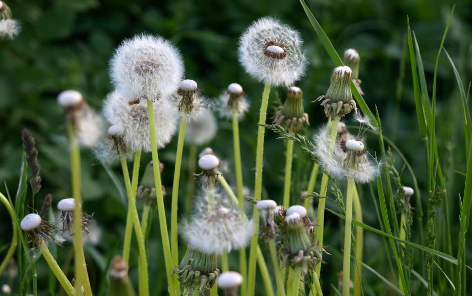 Free Stock Photo of Close-up showing dandelions in various stages ...