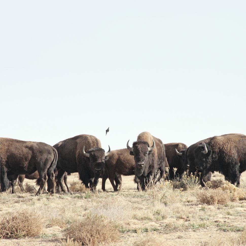 Free Stock Photo of Group of bison standing in open field with one bird ...