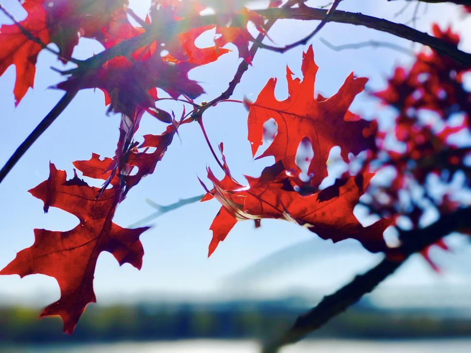 Free Stock Photo of Bright red autumn leaves on branches against a ...