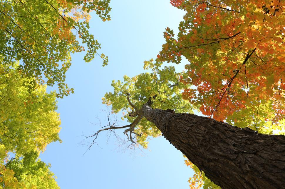 Free Stock Photo of Looking up the tall trunk of a vibrant autumn tree ...