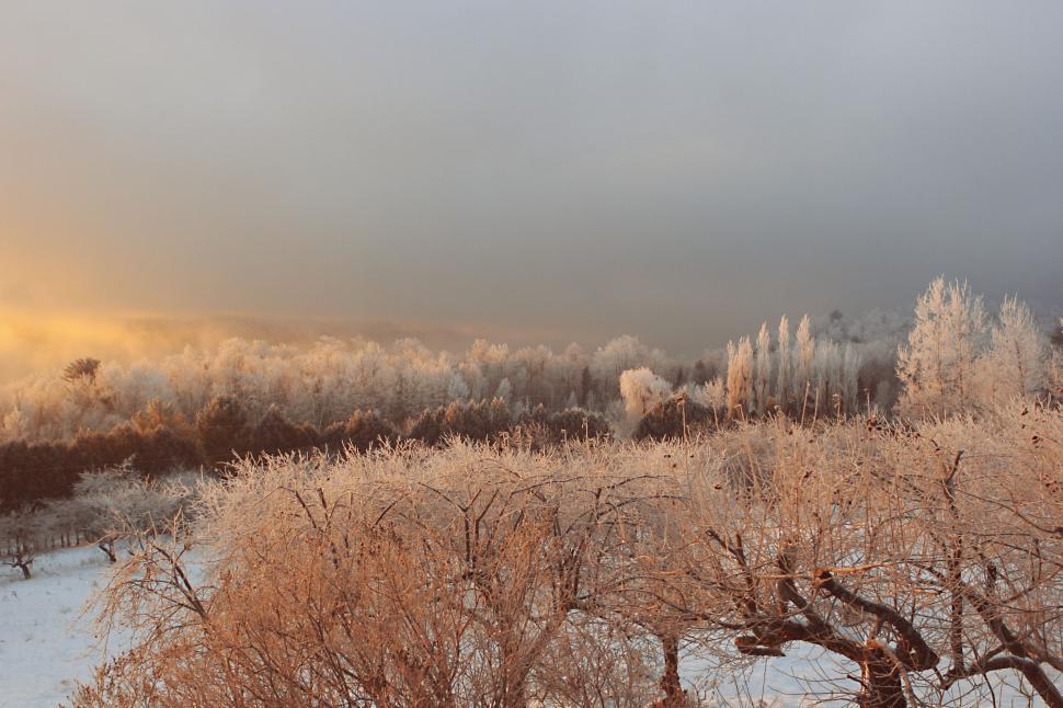Free Stock Photo of Frost-covered landscape with trees and bushes at ...