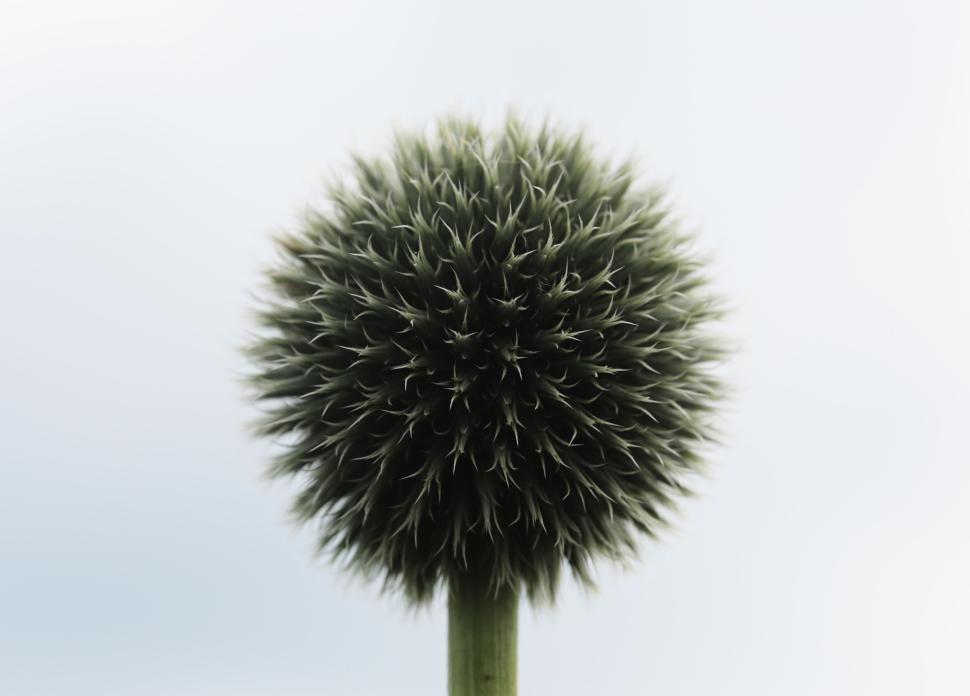 Free Stock Photo of Close-up of a round, spiky flower against a clear ...