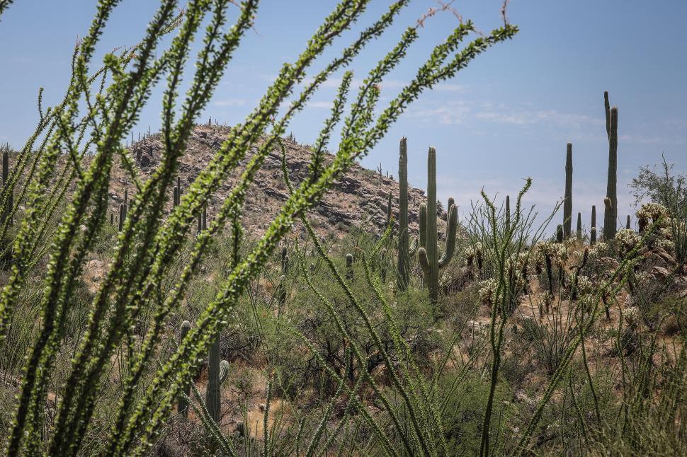 Free Stock Photo of Sonoran desert view with green ocotillo and saguaro ...