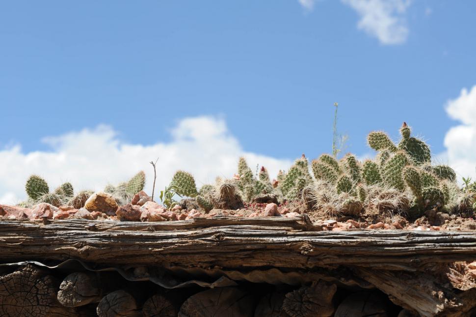 Free Stock Photo of Cacti | Download Free Images and Free Illustrations
