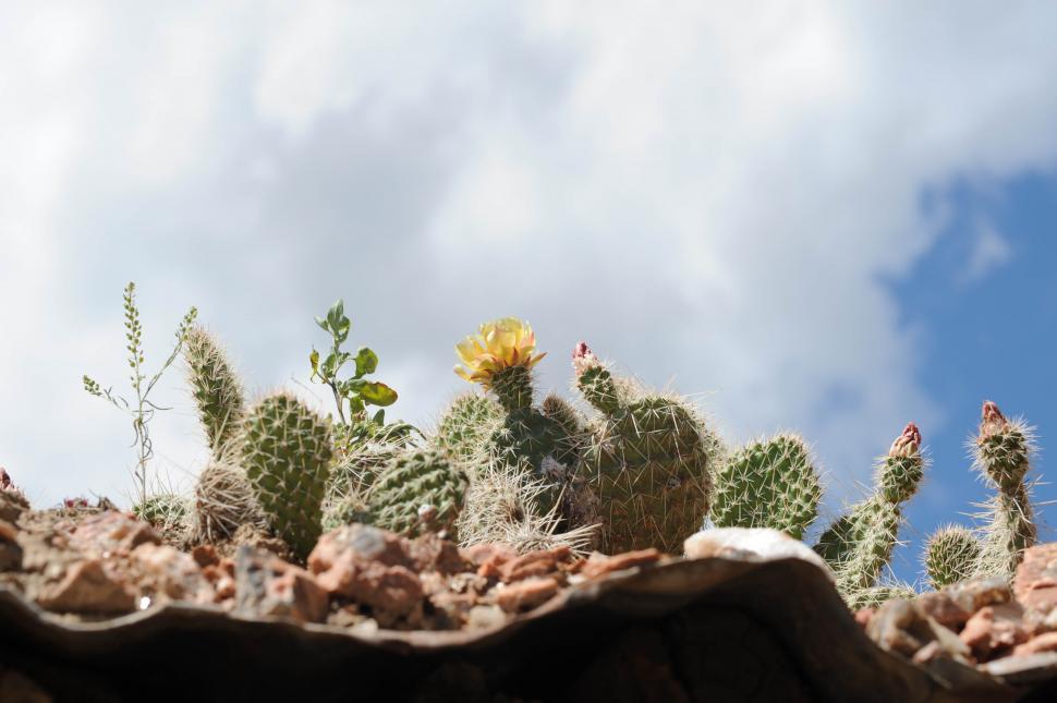 Free Stock Photo of Cacti | Download Free Images and Free Illustrations