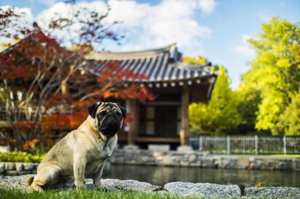 Free Stock Photo of Pug sitting in garden with traditional building in ...