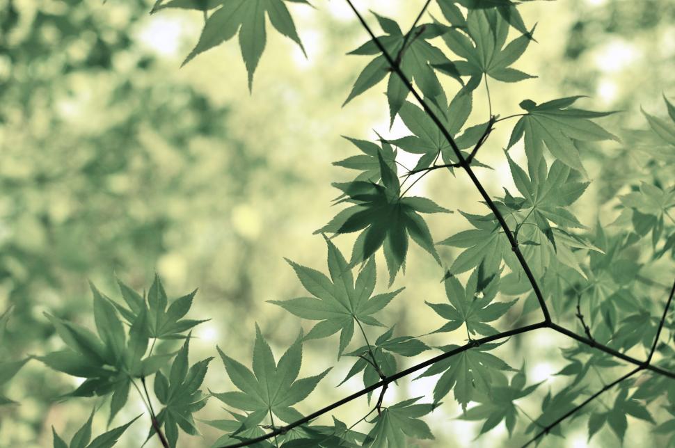 Free Stock Photo of Green leaves of a maple tree branch stretched ...