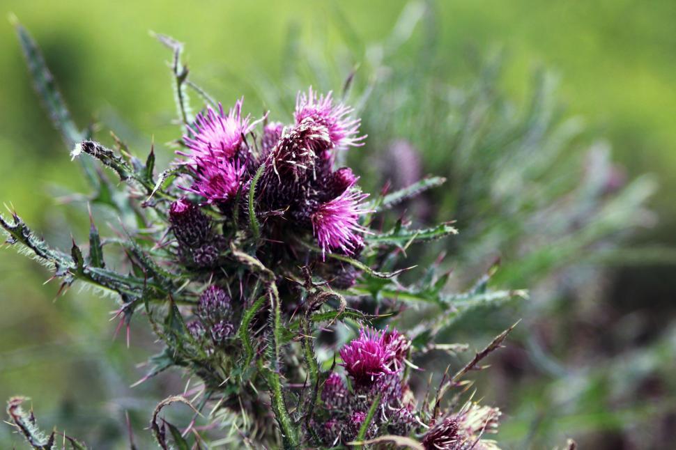 Free Stock Photo of Close-up of vibrant thistle blooms with sharp green ...