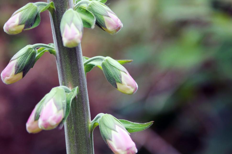 Free Stock Photo of Close-up of flower buds on a stem, ready to bloom ...