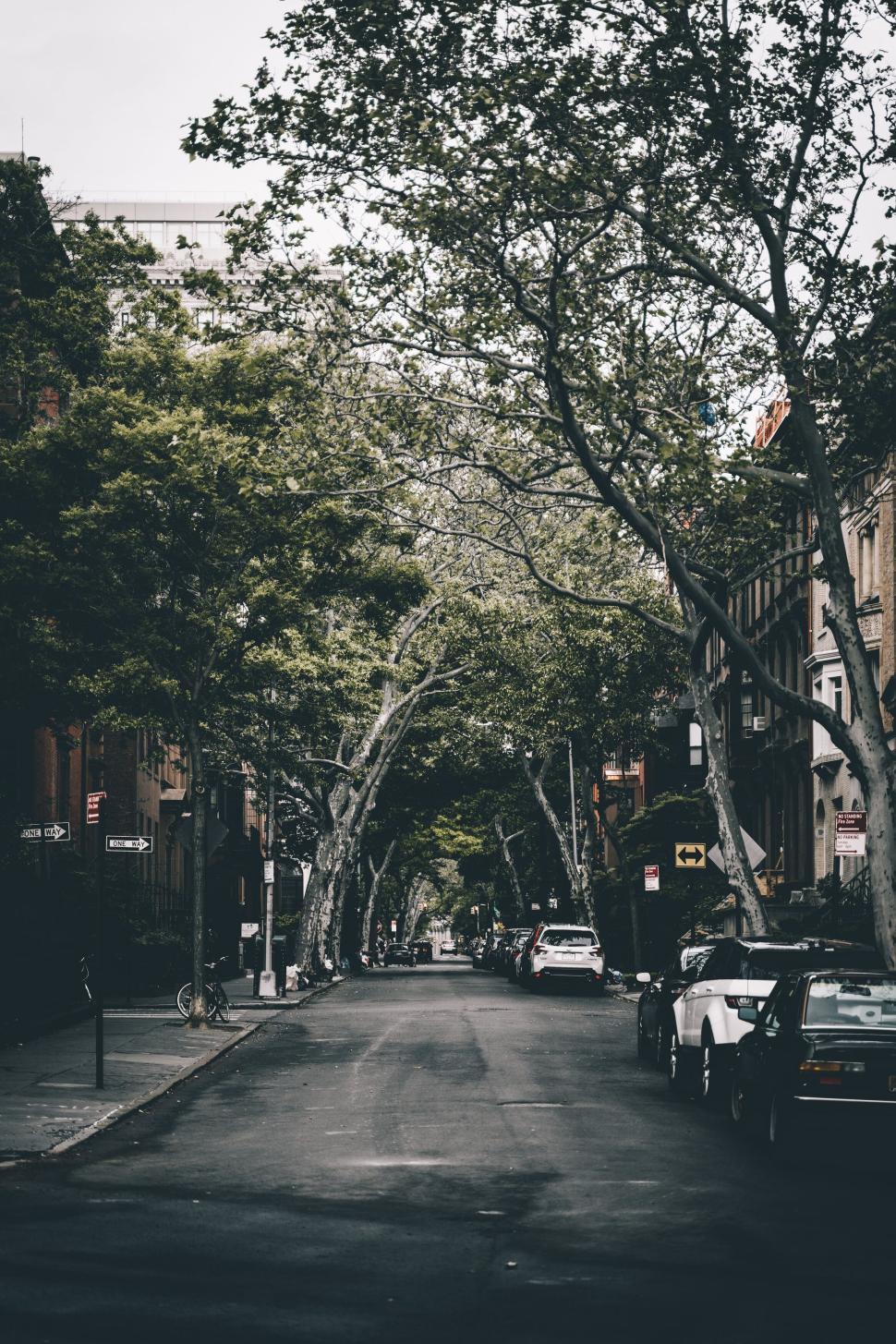 Free Stock Photo of Quiet residential street lined with trees, calm and ...