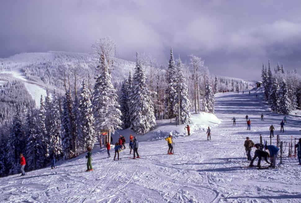 Free Stock Photo of Skiers enjoying a snowy slope with trees and ...