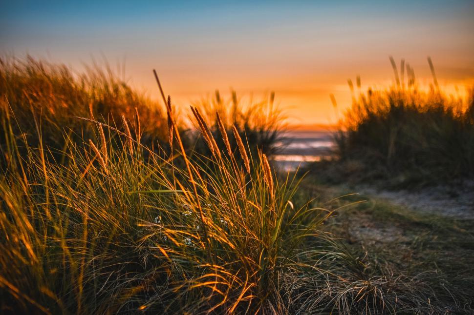 Free Stock Photo of Grassy sand dunes at sunset creating a peaceful ...