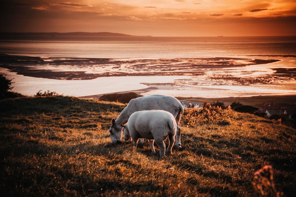 Free Stock Photo of Sheep grazing on a hillside during a beautiful ...