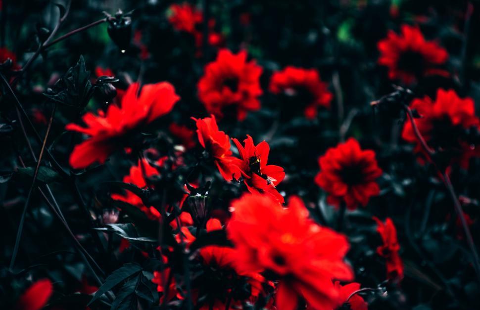 Free Stock Photo of Close-up of vibrant red flowers in full bloom in a ...