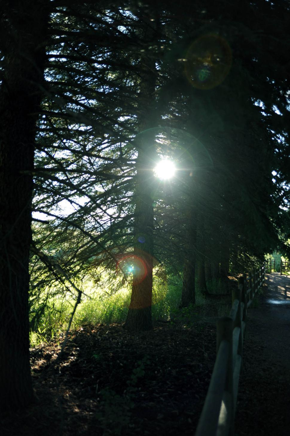 Free Stock Photo of Sunshine | Download Free Images and Free Illustrations