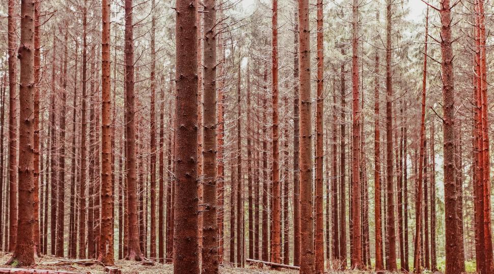 Free Stock Photo of Dense forest of tall, straight trees stretching ...