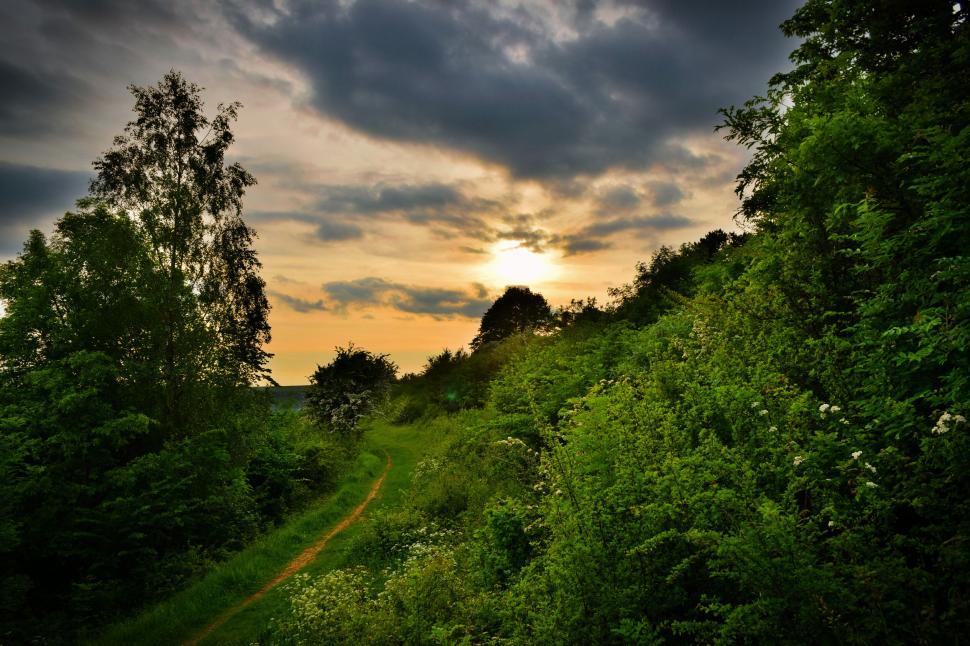 Free Stock Photo of Sunny forest path at sunset with lush green foliage ...