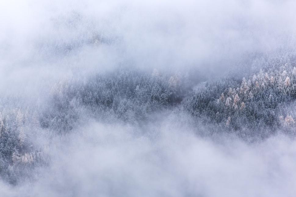 Free Stock Photo of Dense forest partially concealed by mist during ...