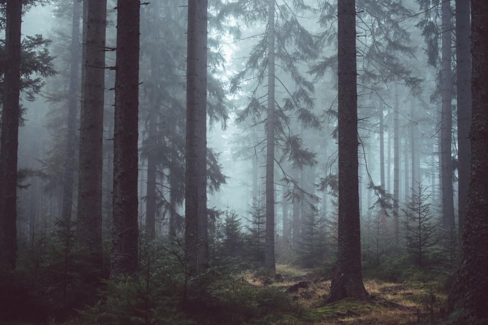 Free Stock Photo of A forest with tall trees wrapped in mist creating a ...