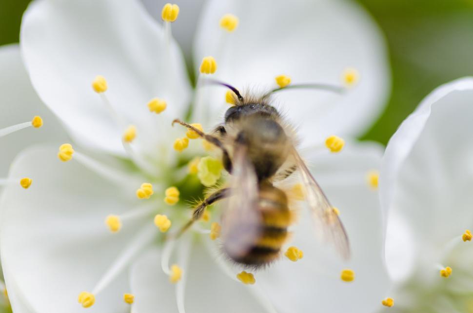 Free Stock Photo of Bee collecting nectar from white flower with bright ...