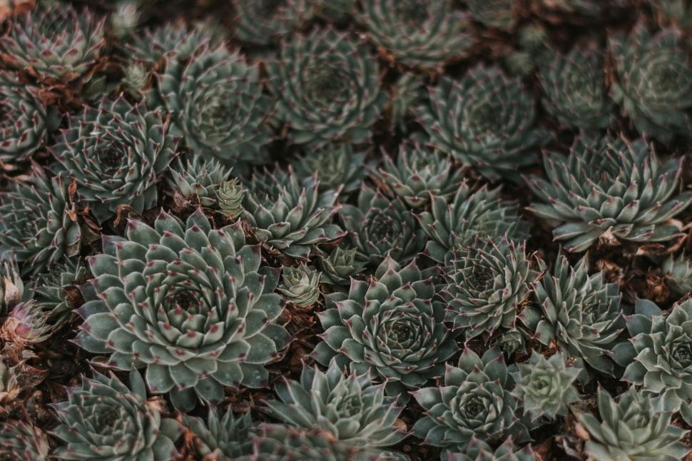 Free Stock Photo of Close-up of green succulent plants in natural pattern formation. | Download ...