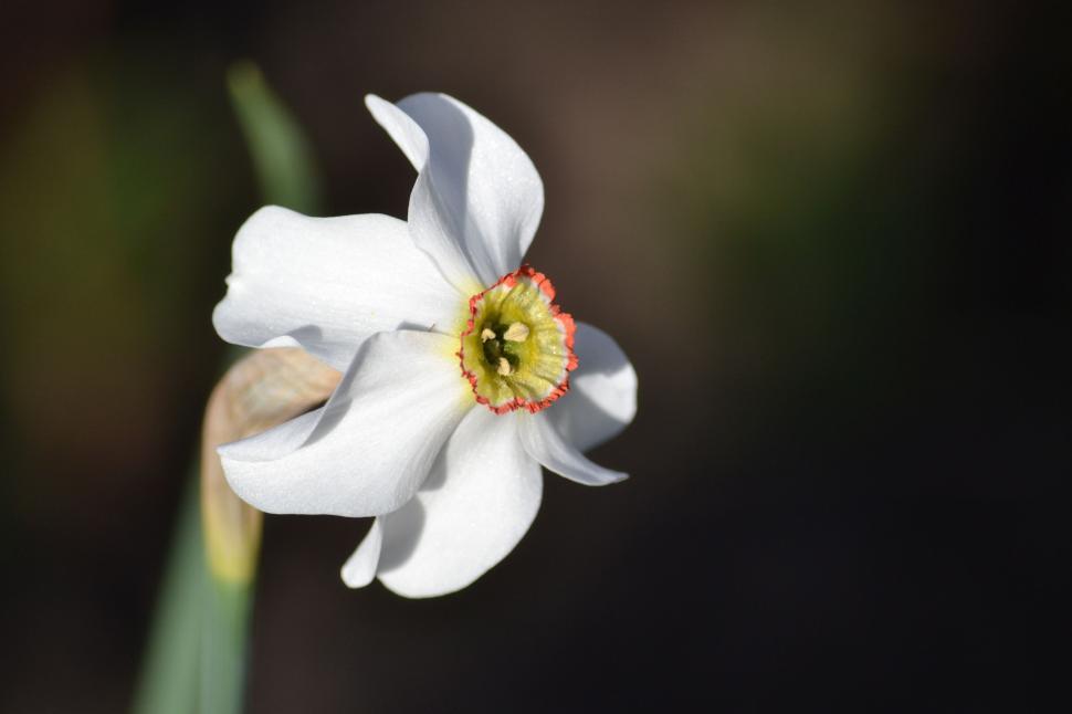 Free Stock Photo of Single white flower with red accents against a dark ...