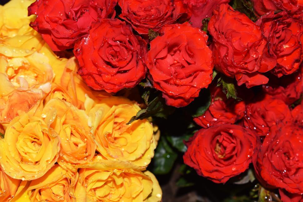 Free Stock Photo of Deep red and yellow roses with water droplets ...