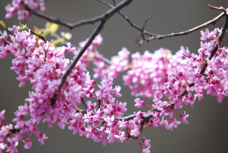 Free Stock Photo of Flowering branch | Download Free Images and Free ...