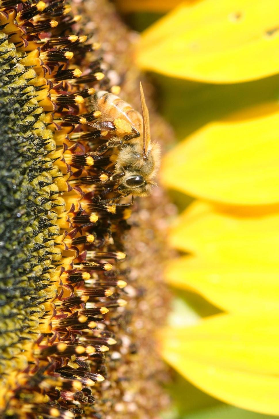 Free Stock Photo of Bees on a sunflower, close up | Download Free ...
