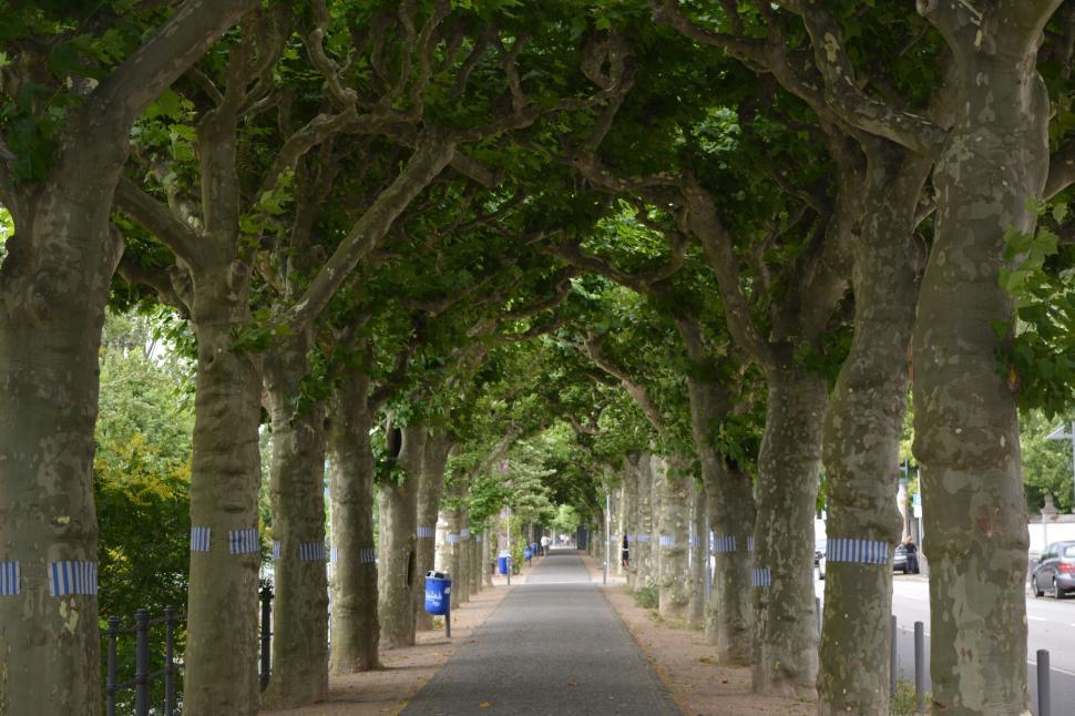 Free Stock Photo of Tree-lined pathway in urban area providing shade ...