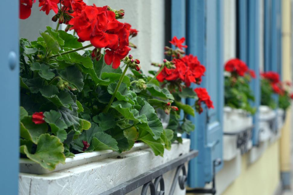 Free Stock Photo of Red geranium flowers in window boxes on a vibrant ...