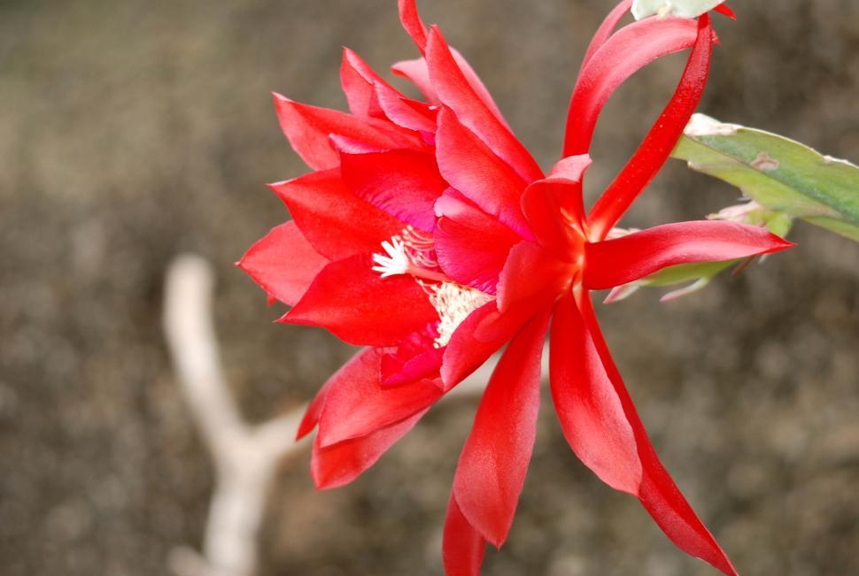 Free Stock Photo of Red flower | Download Free Images and Free ...