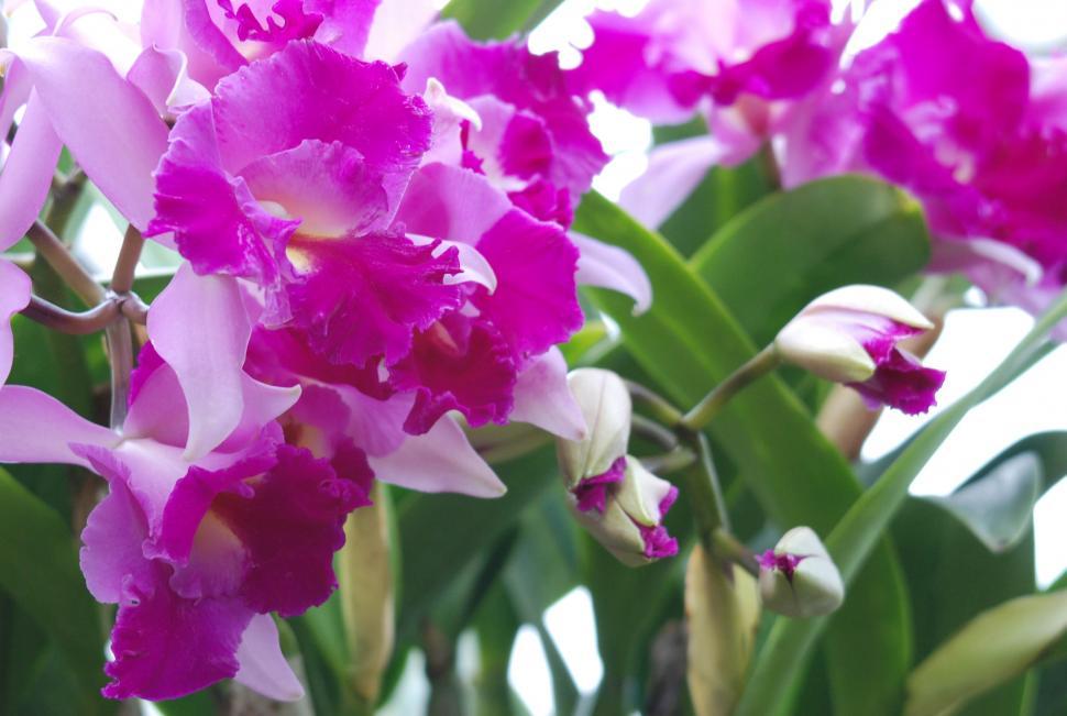 Free Stock Photo of Pink flowers | Download Free Images and Free ...