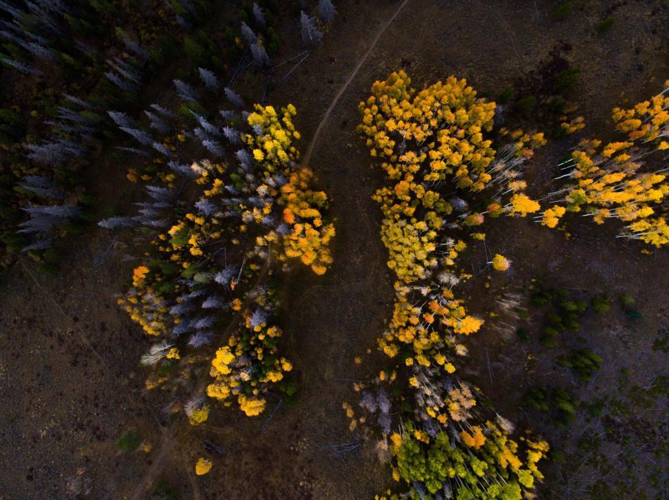Free Stock Photo of Aerial view of autumn trees forming vibrant yellow ...
