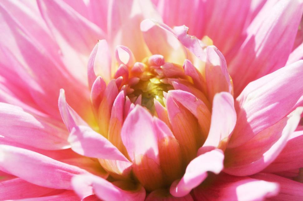 Free Stock Photo of Center of pink flower bloom | Download Free Images ...