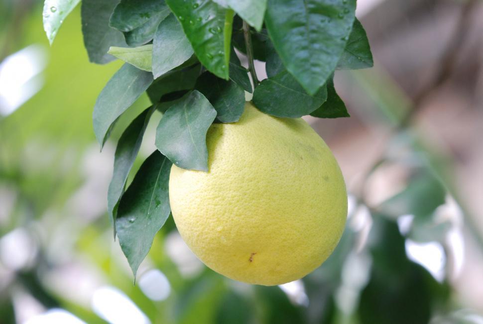 Free Stock Photo of Grapefruit tree | Download Free Images and Free ...
