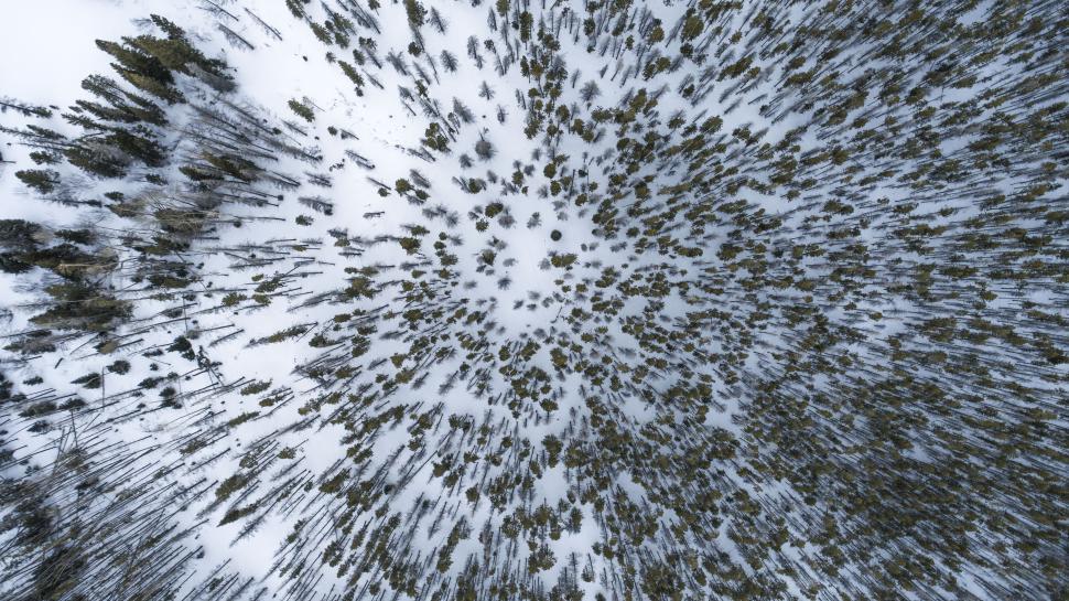 Free Stock Photo of Aerial view of snowy forest with sparse trees ...