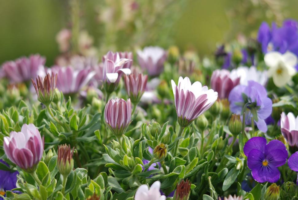 Free Stock Photo of Flowers | Download Free Images and Free Illustrations