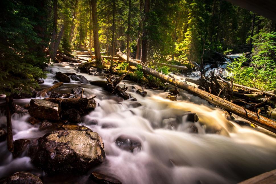 Free Stock Photo of Forest stream gentle flow with sunlight filtering ...