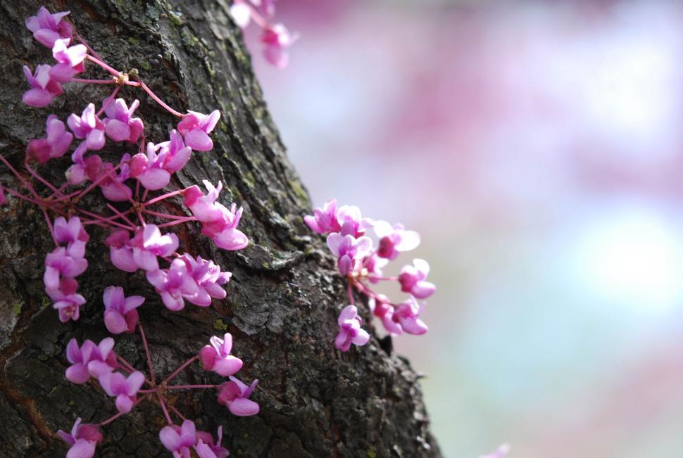 Free Stock Photo of Flowering tree trunk | Download Free Images and ...